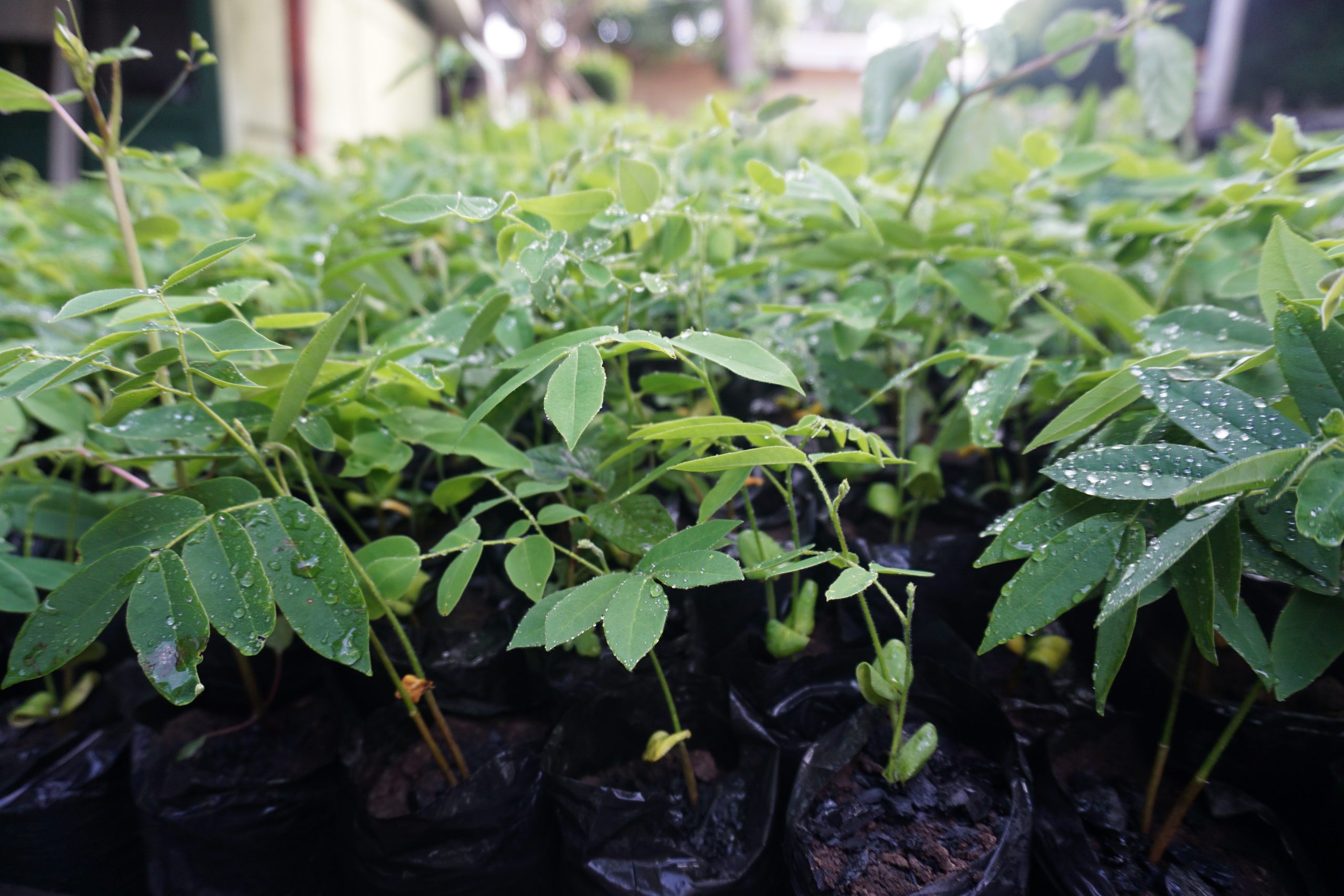 Tackling the climate crisis: does carbon pricing even work? - Taking Root