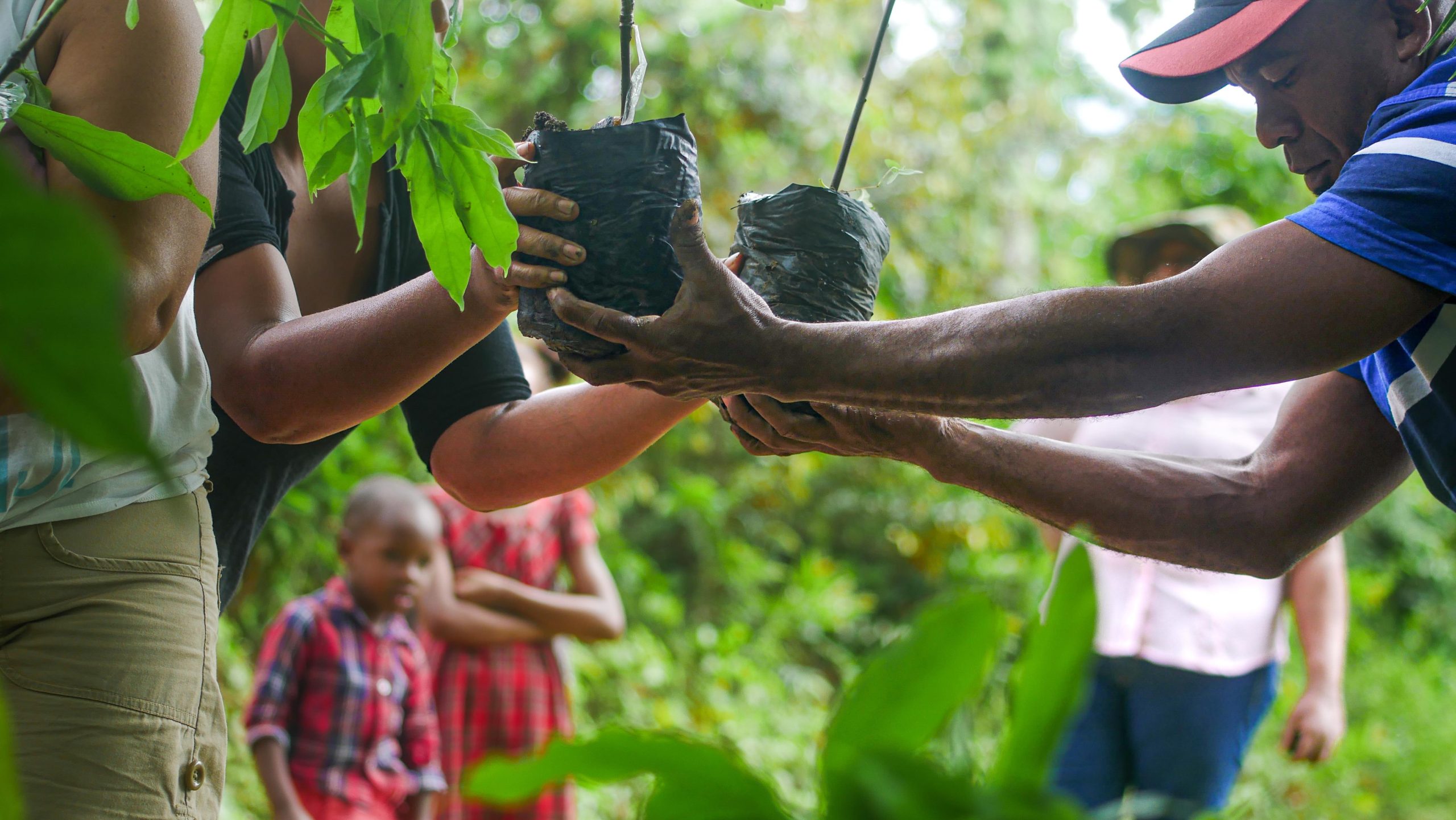 The importance of equity for successful benefit sharing in reforestation