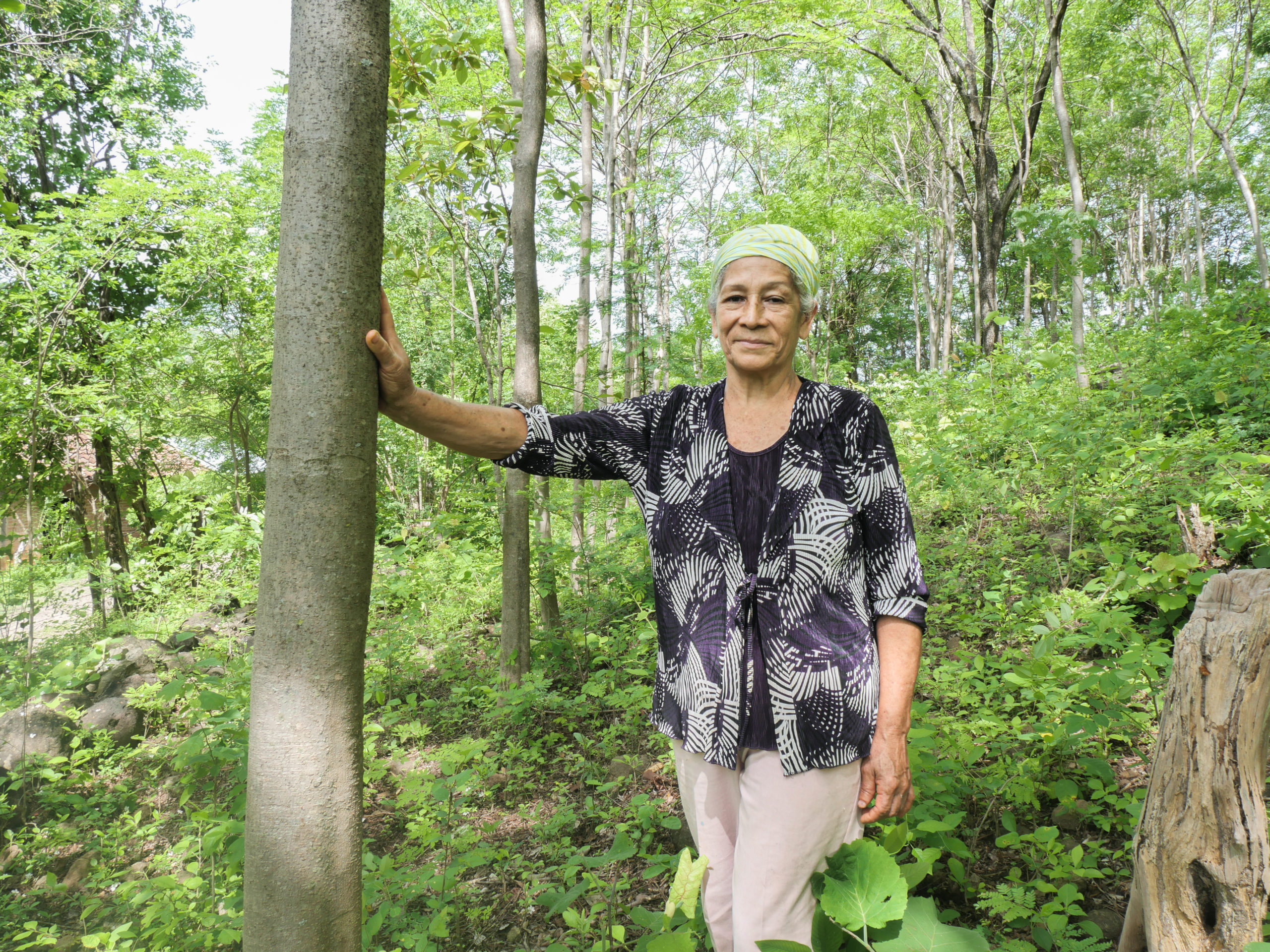 How do farmers benefit from growing trees? - Taking Root