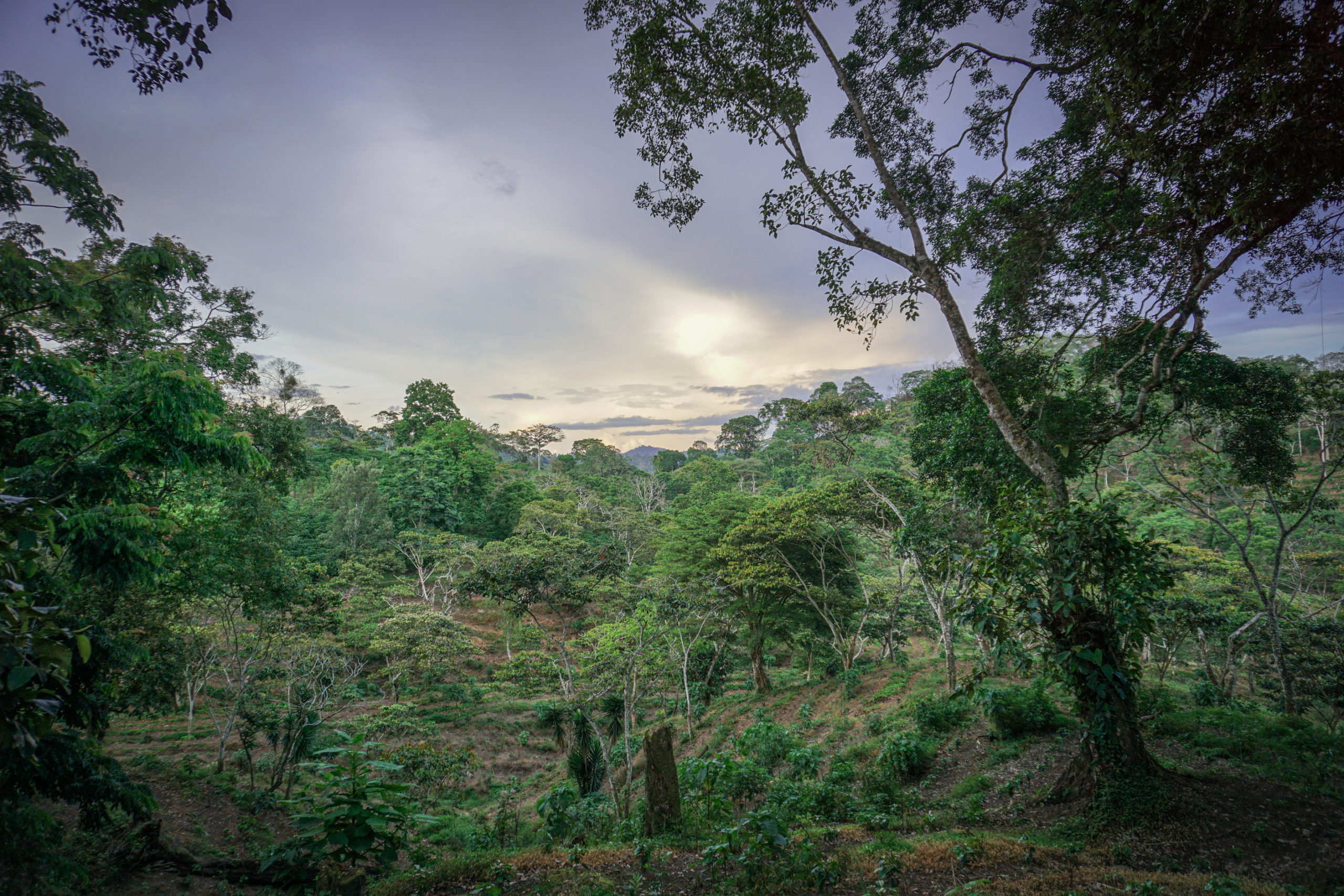 What does it take to restore forests at scale? Taking Root