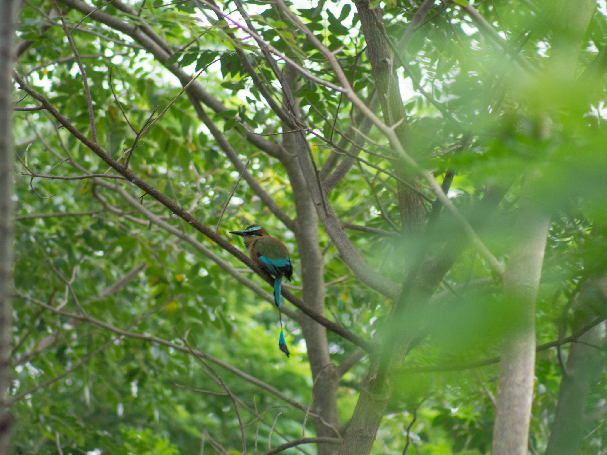 How Taking Root's biodiversity-first approach creates impacts for ...