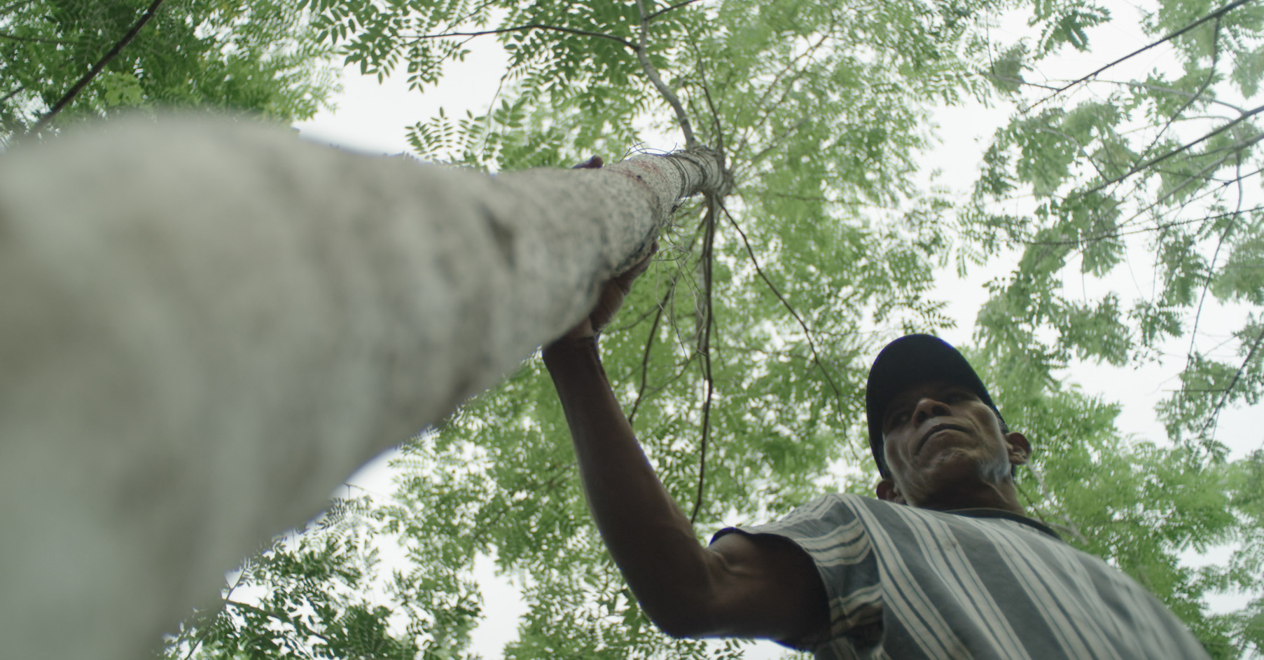 How carbon financing is helping smallholder farmers restore forests ...