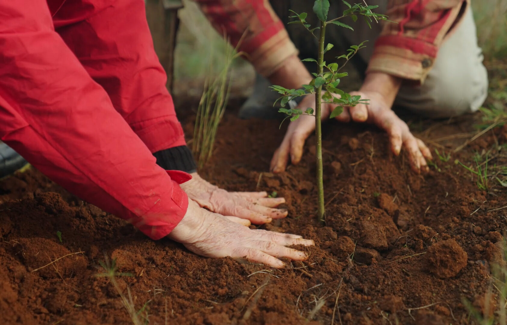 Bosques Nativos Chilenos - Taking Root